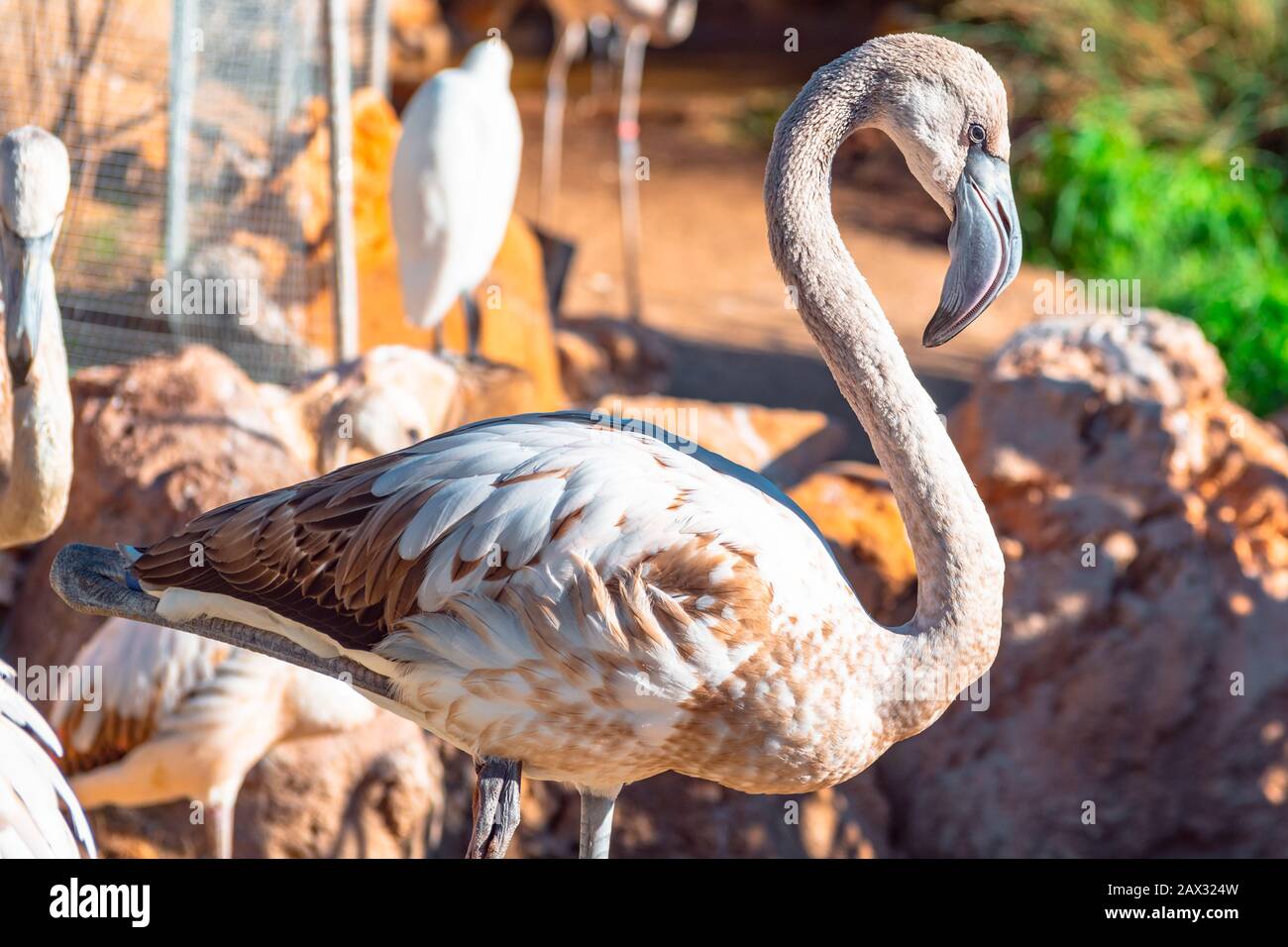 Long straight beak hi-res stock photography and images - Alamy