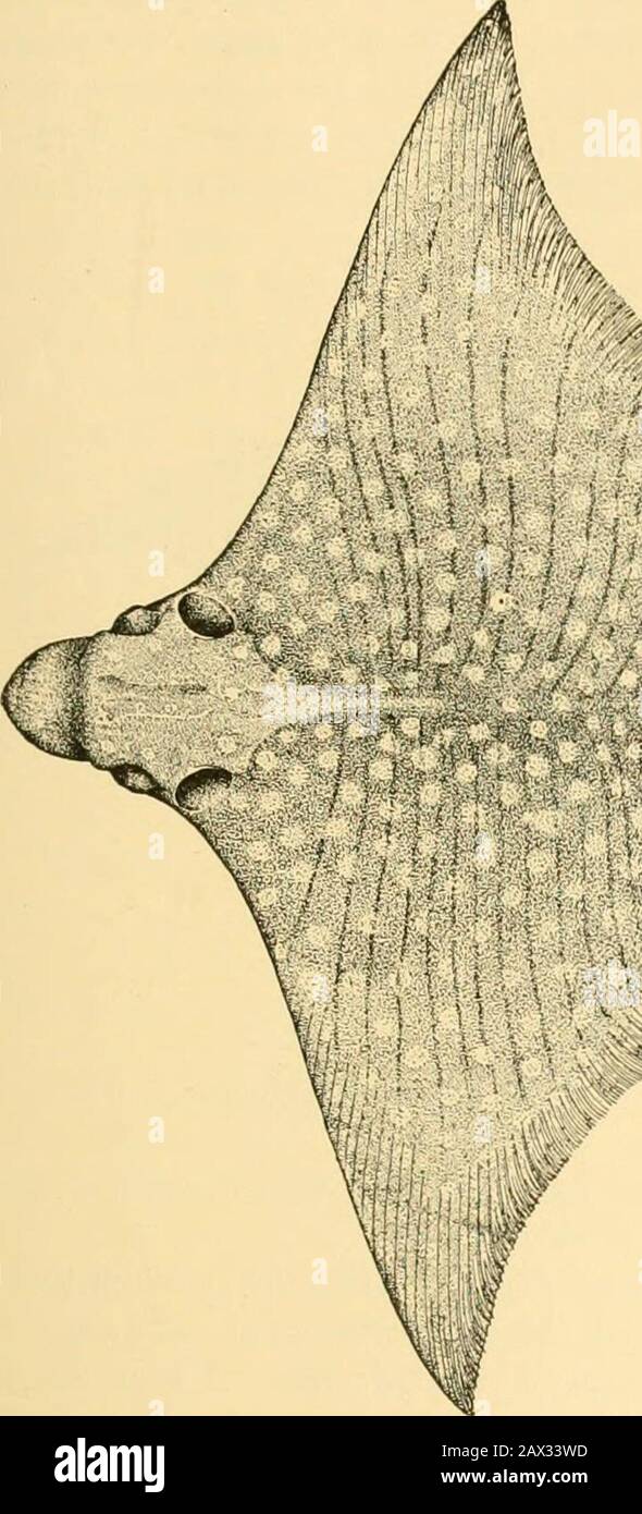 Eagle ray teeth hi-res stock photography and images - Alamy