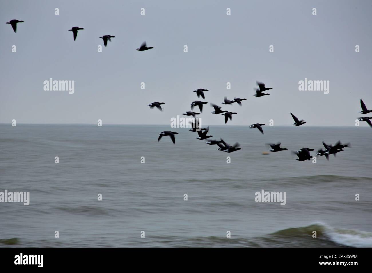 The Canada goose is a large wild goose species with a black head and ...