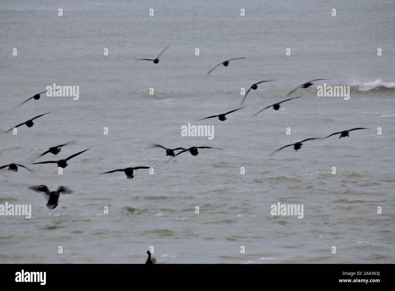 The Canada goose is a large wild goose species with a black head and ...