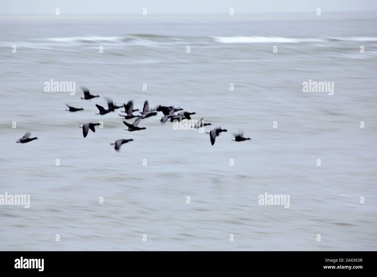The Canada goose is a large wild goose species with a black head and ...