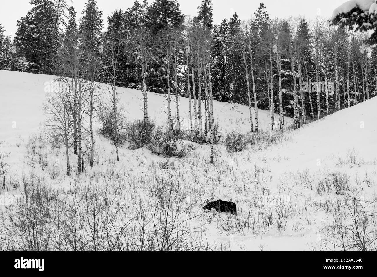 Moose in grand teton national park Black and White Stock Photos ...