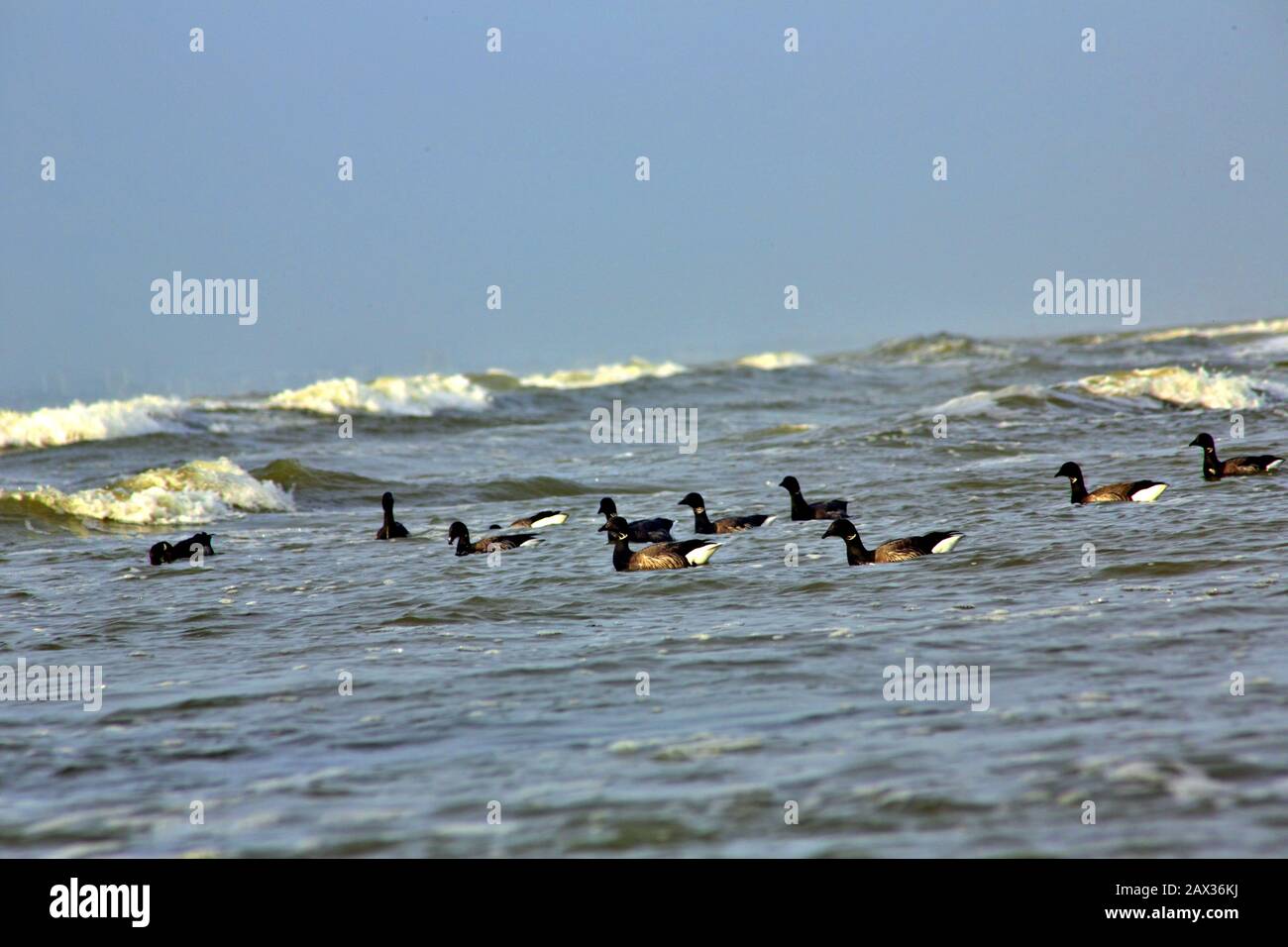 The Canada goose is a large wild goose species with a black head and ...