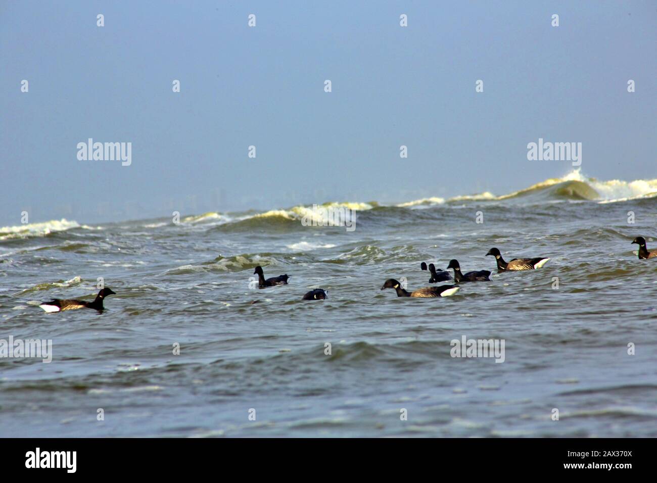 The Canada goose is a large wild goose species with a black head and ...