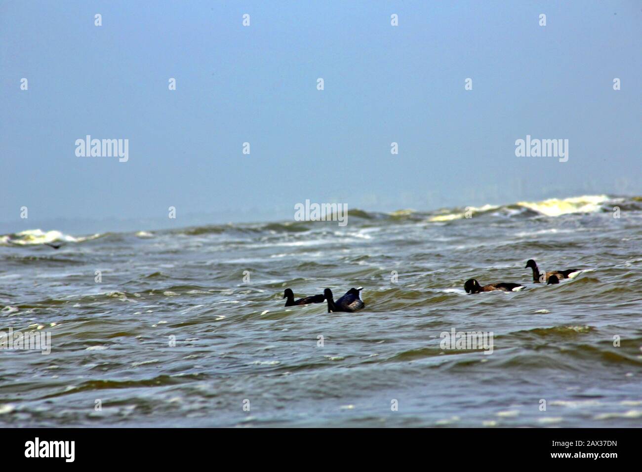 The Canada goose is a large wild goose species with a black head and ...