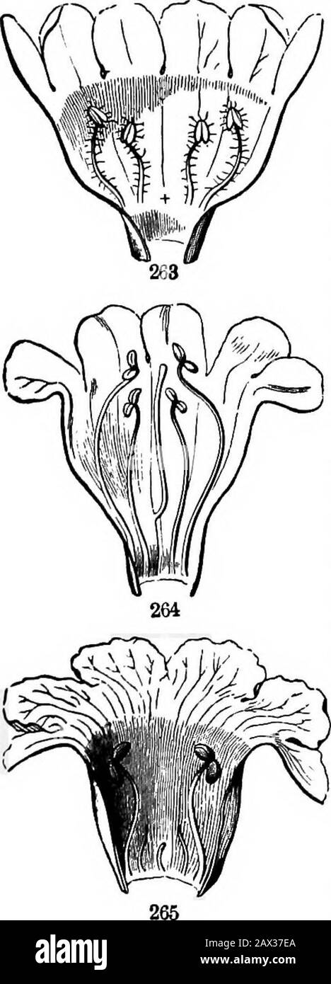 Gaping open Black and White Stock Photos & Images - Alamy
