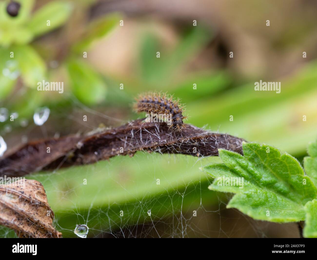 Glanville Fritillary (Melitaea cinxia ) Caterpillar. Instar Stock Photo ...