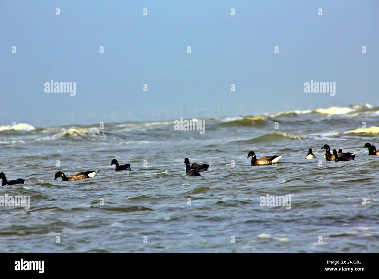 The Canada goose is a large wild goose species with a black head and ...