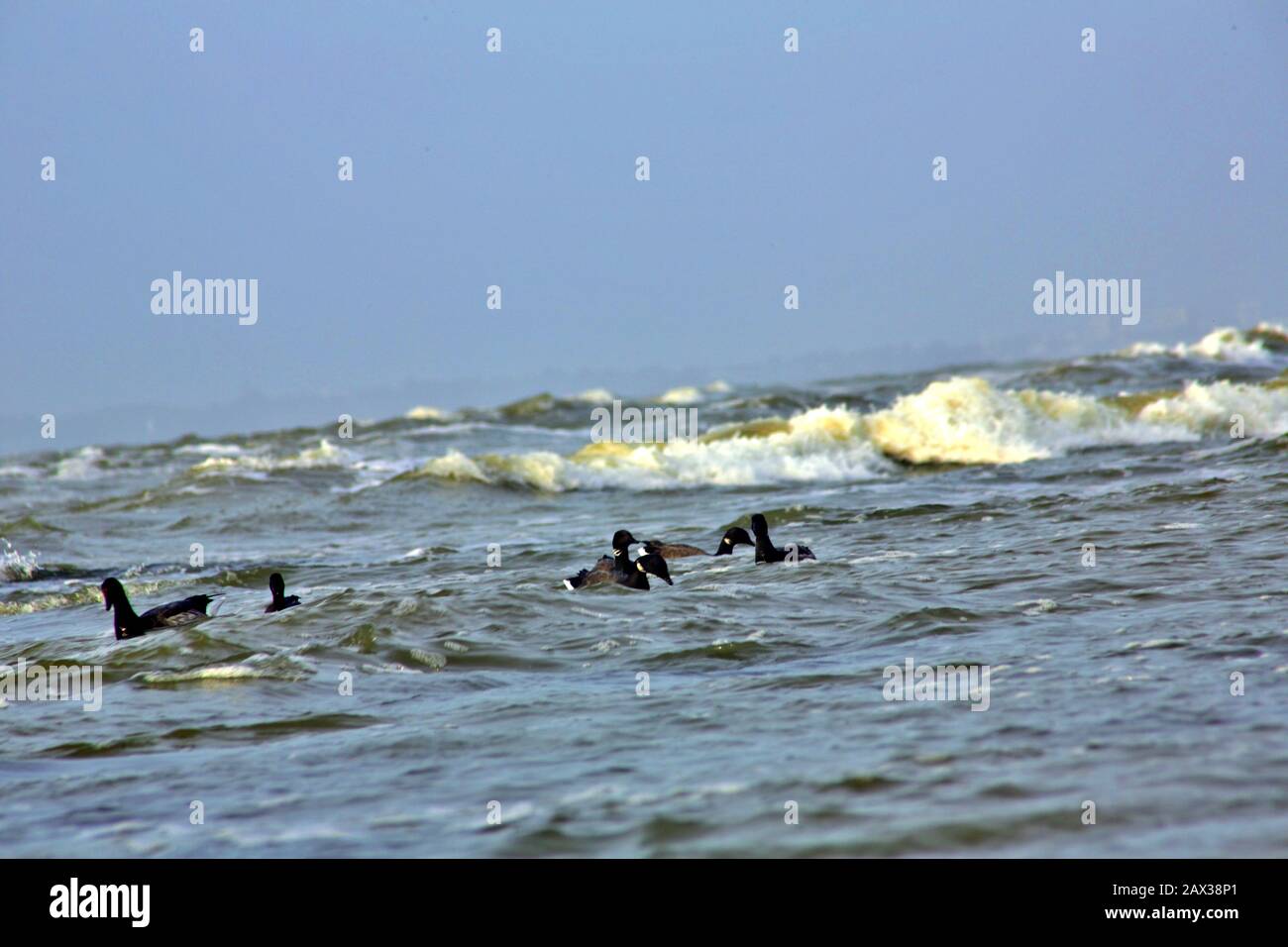 The Canada goose is a large wild goose species with a black head and ...