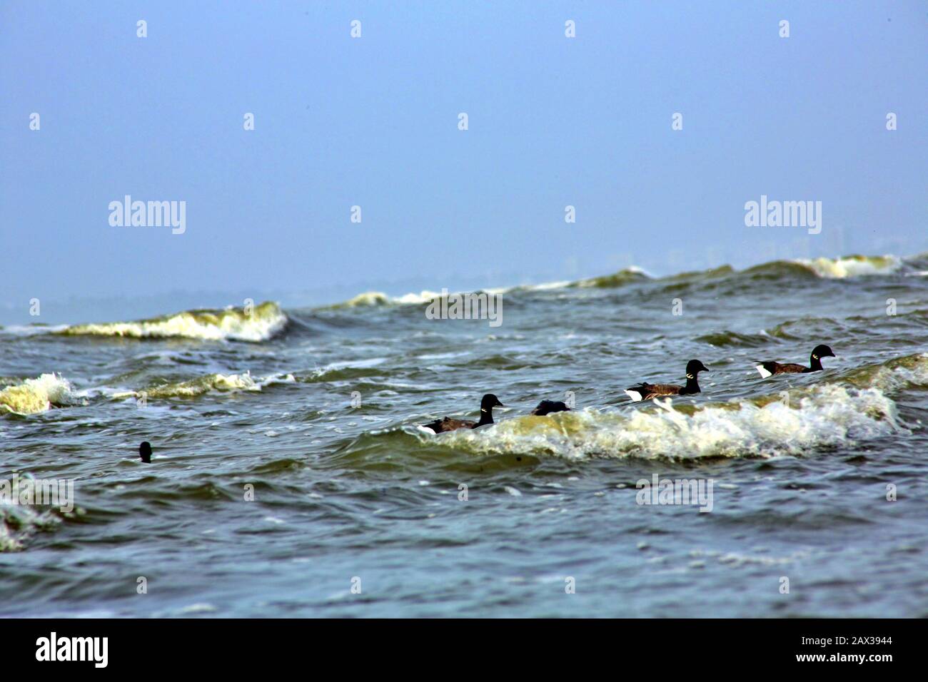 The Canada goose is a large wild goose species with a black head and ...