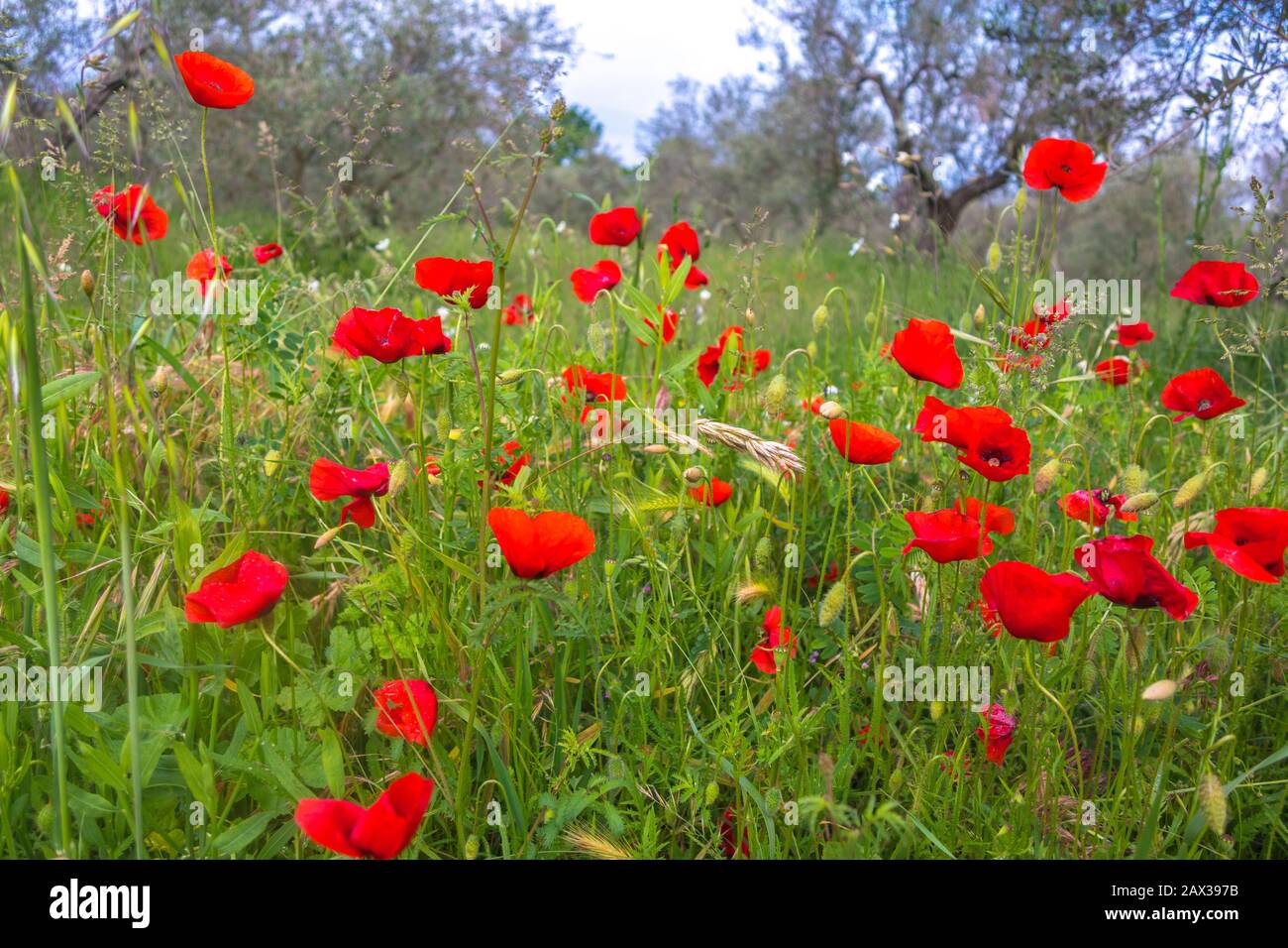 Poppies Close Up High Resolution Stock Photography and Images - Alamy