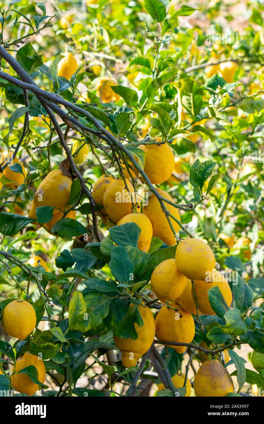 Lemon tree hi-res stock photography and images - Alamy