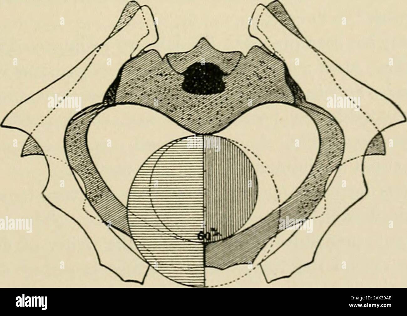 The American text-book of obstetrics for practitioners and students ...