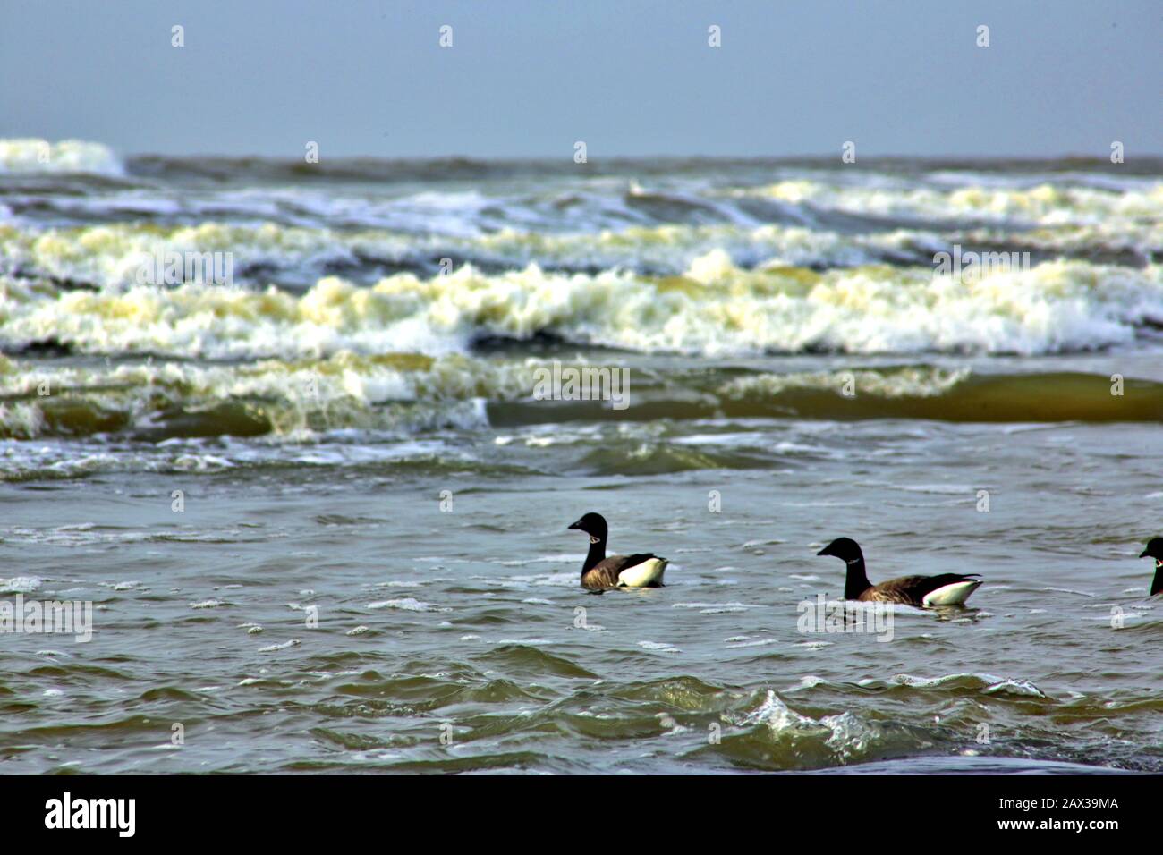 The Canada goose is a large wild goose species with a black head and ...