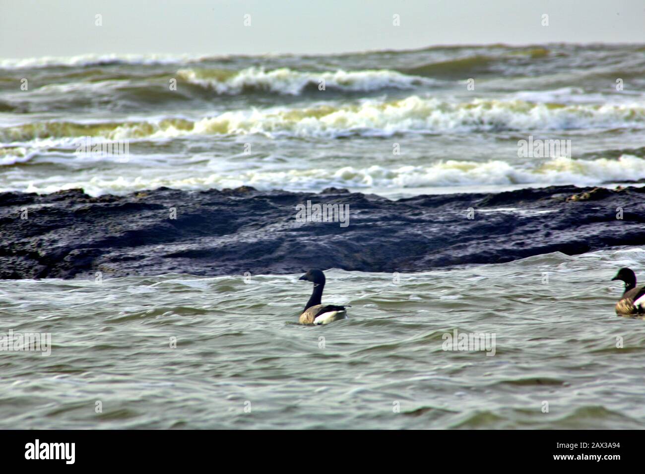 The Canada goose is a large wild goose species with a black head and ...
