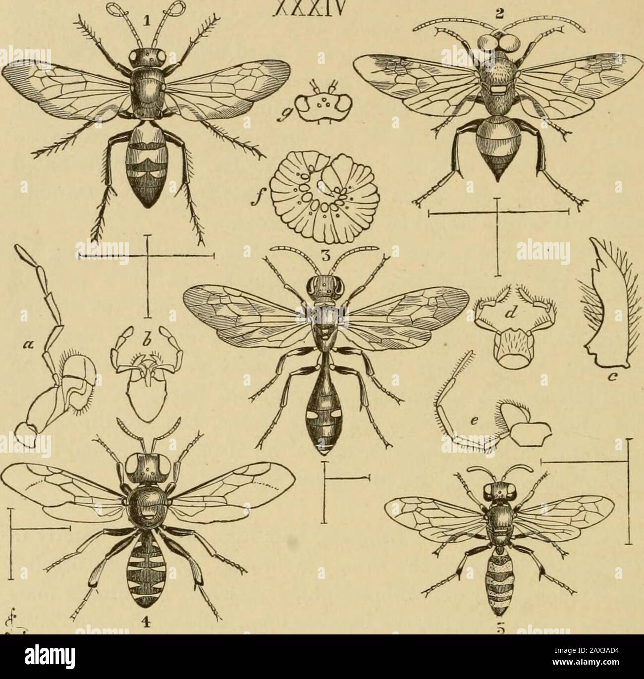 Insects at home; being a popular account of insects, their structure ...