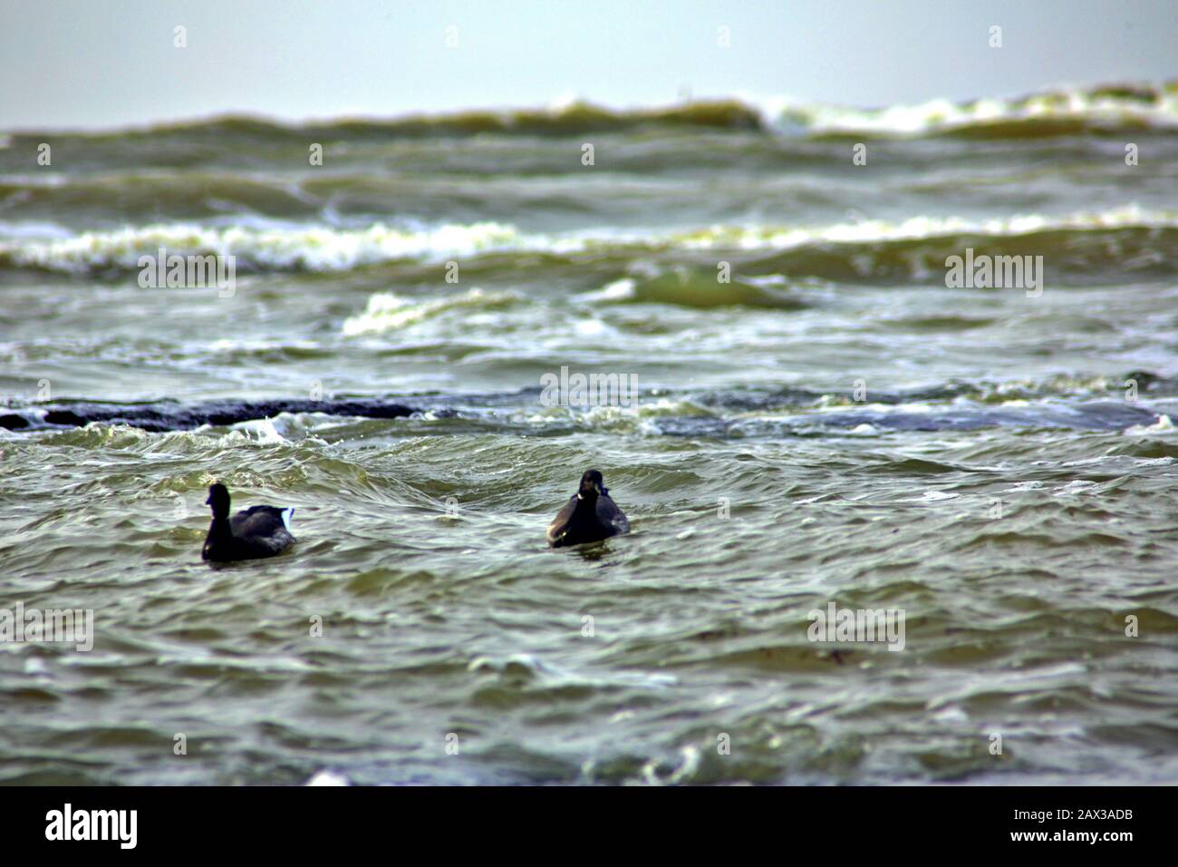 The Canada goose is a large wild goose species with a black head and ...