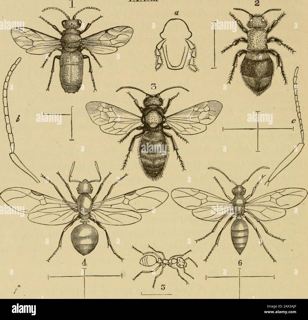 Insects in 2 wings hi-res stock photography and images - Alamy