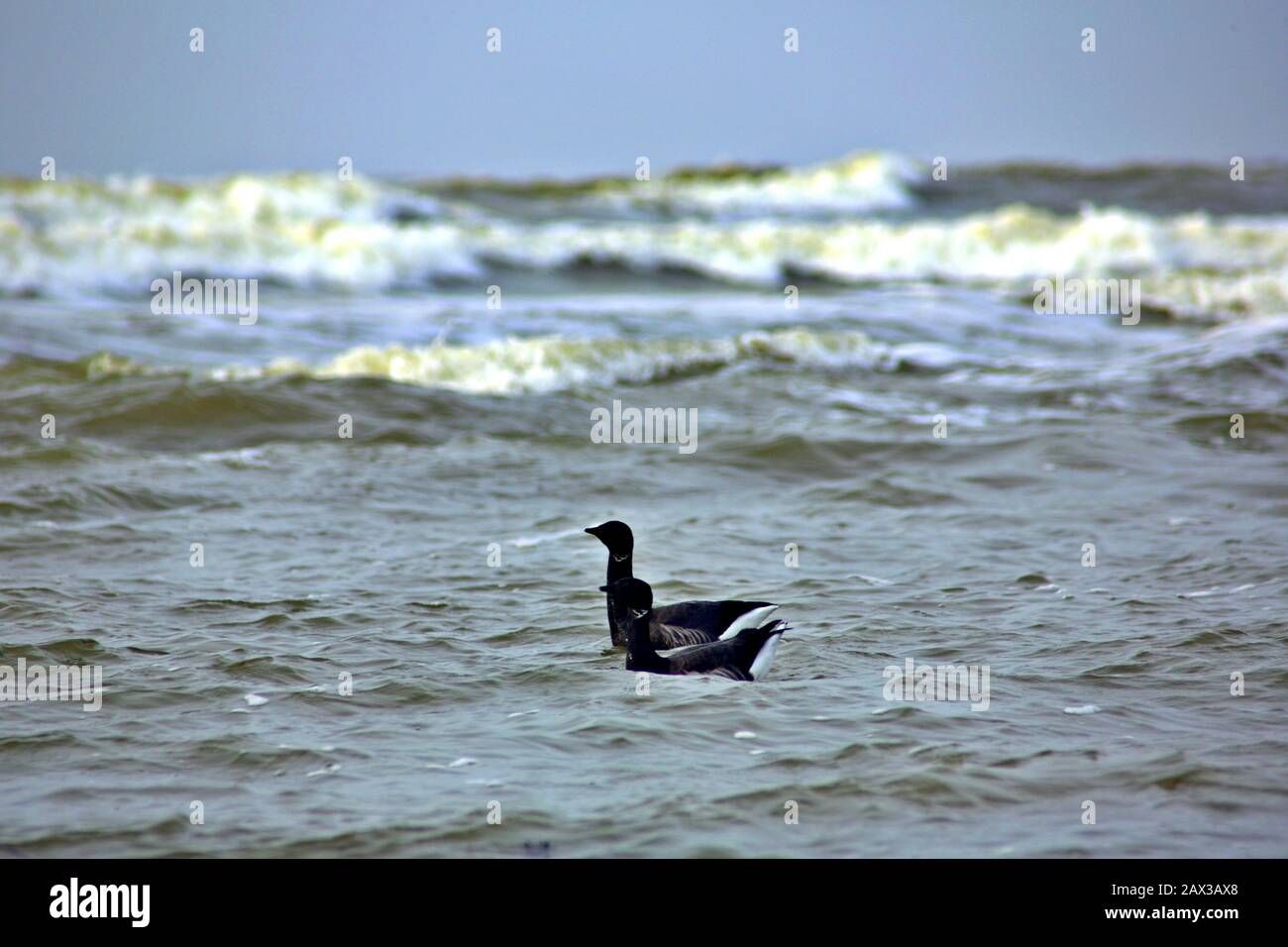 The Canada goose is a large wild goose species with a black head and ...
