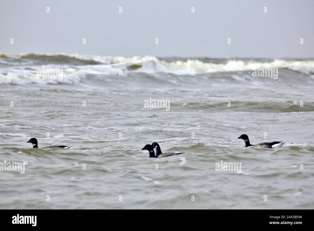 The Canada goose is a large wild goose species with a black head and ...