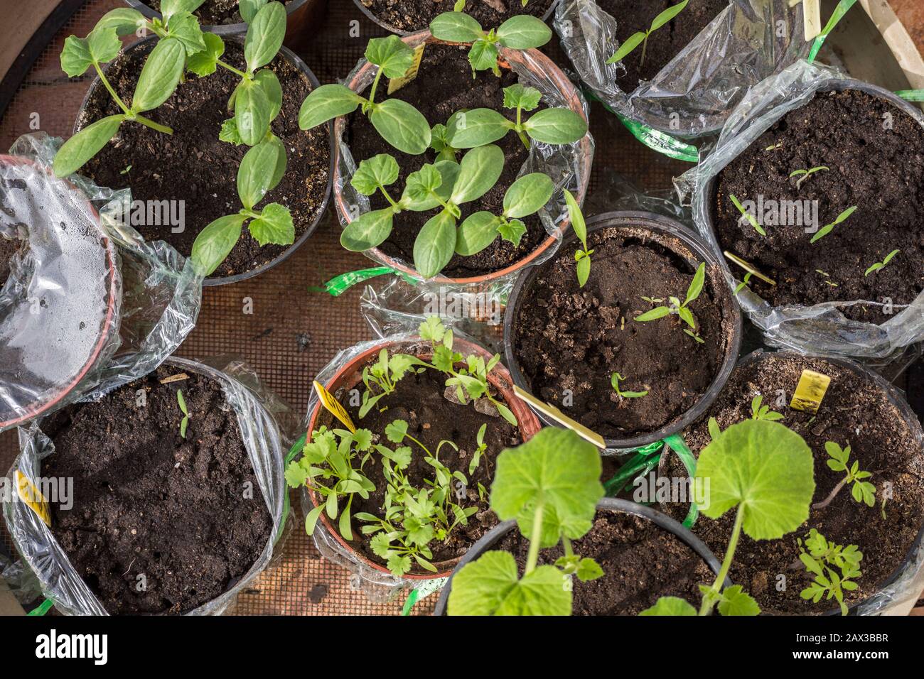 Seedlings in different containers hi-res stock photography and images ...