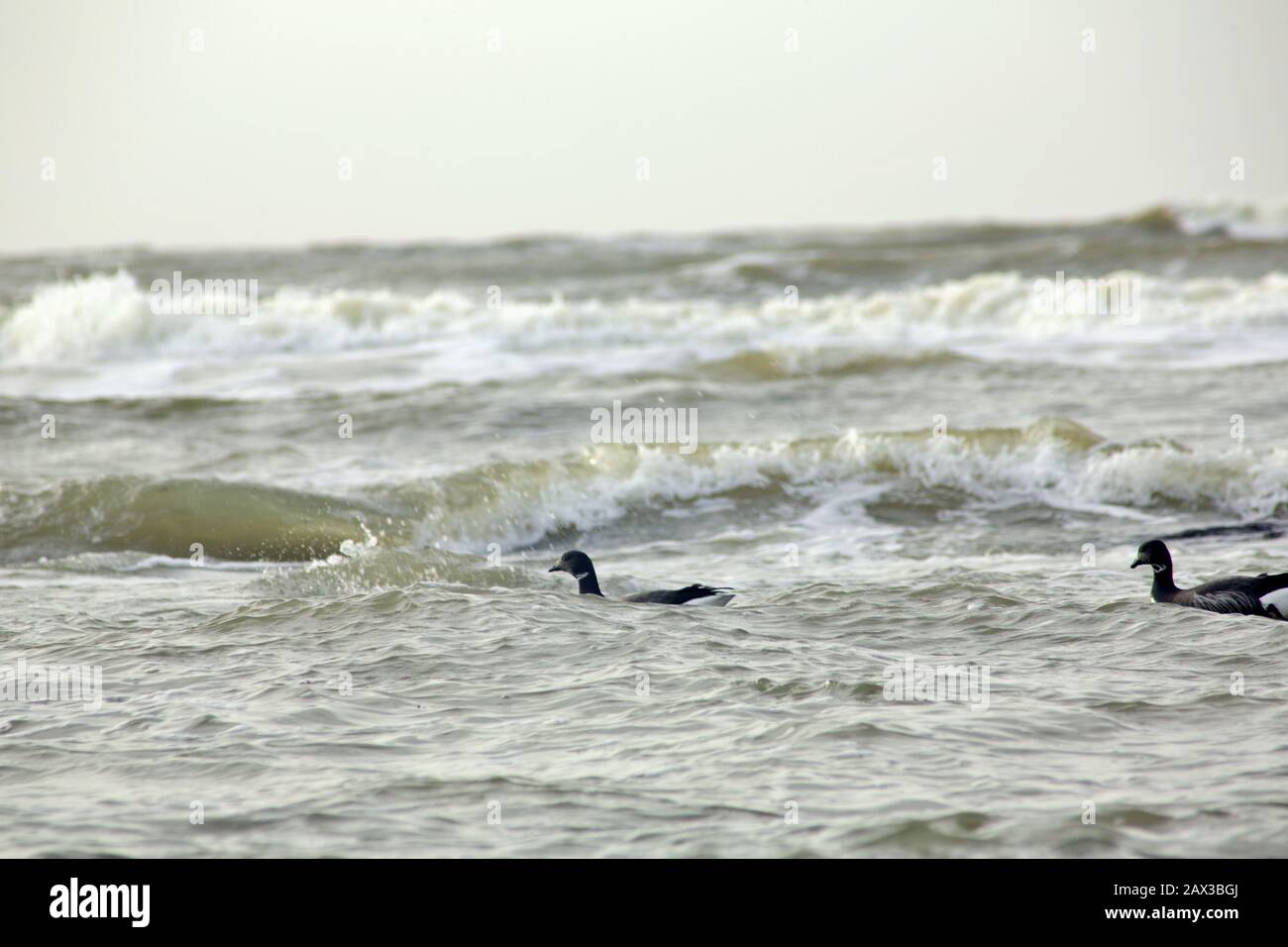 The Canada goose is a large wild goose species with a black head and ...