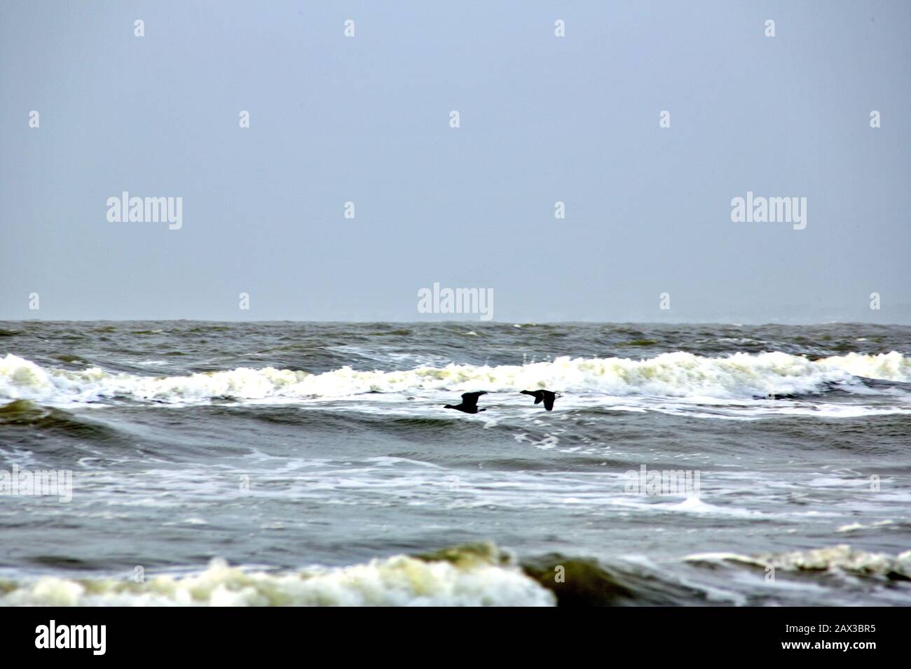 The Canada goose is a large wild goose species with a black head and ...