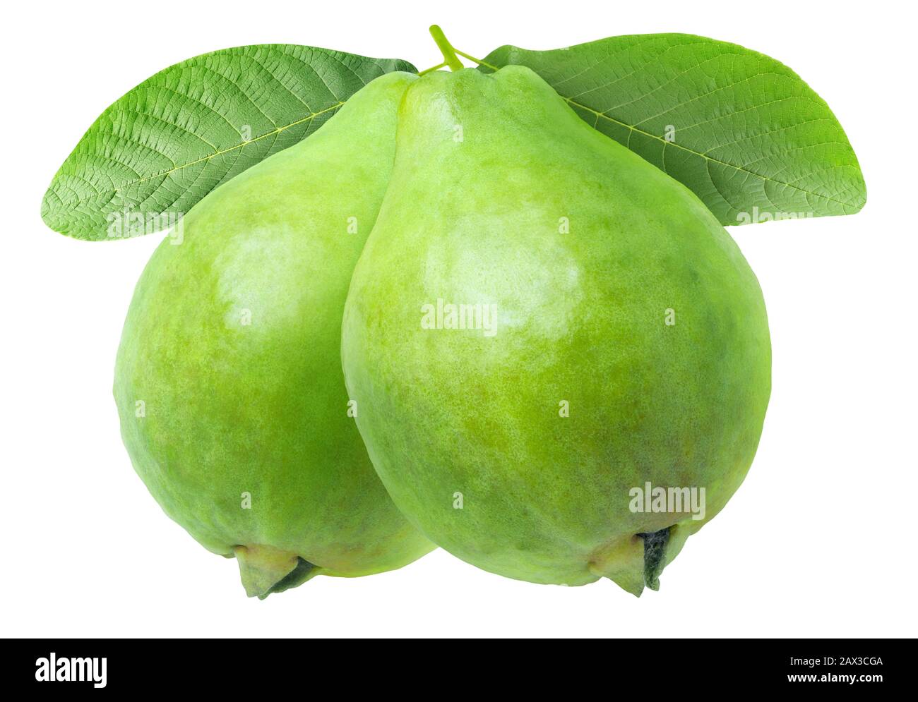 Isolated guava fruits. Two green guavas on a tree branch isolated on white background with ...