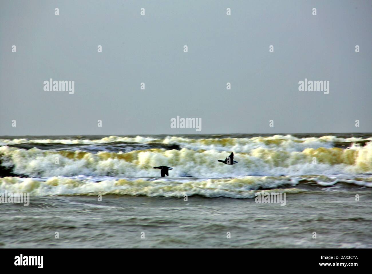 The Canada goose is a large wild goose species with a black head and ...