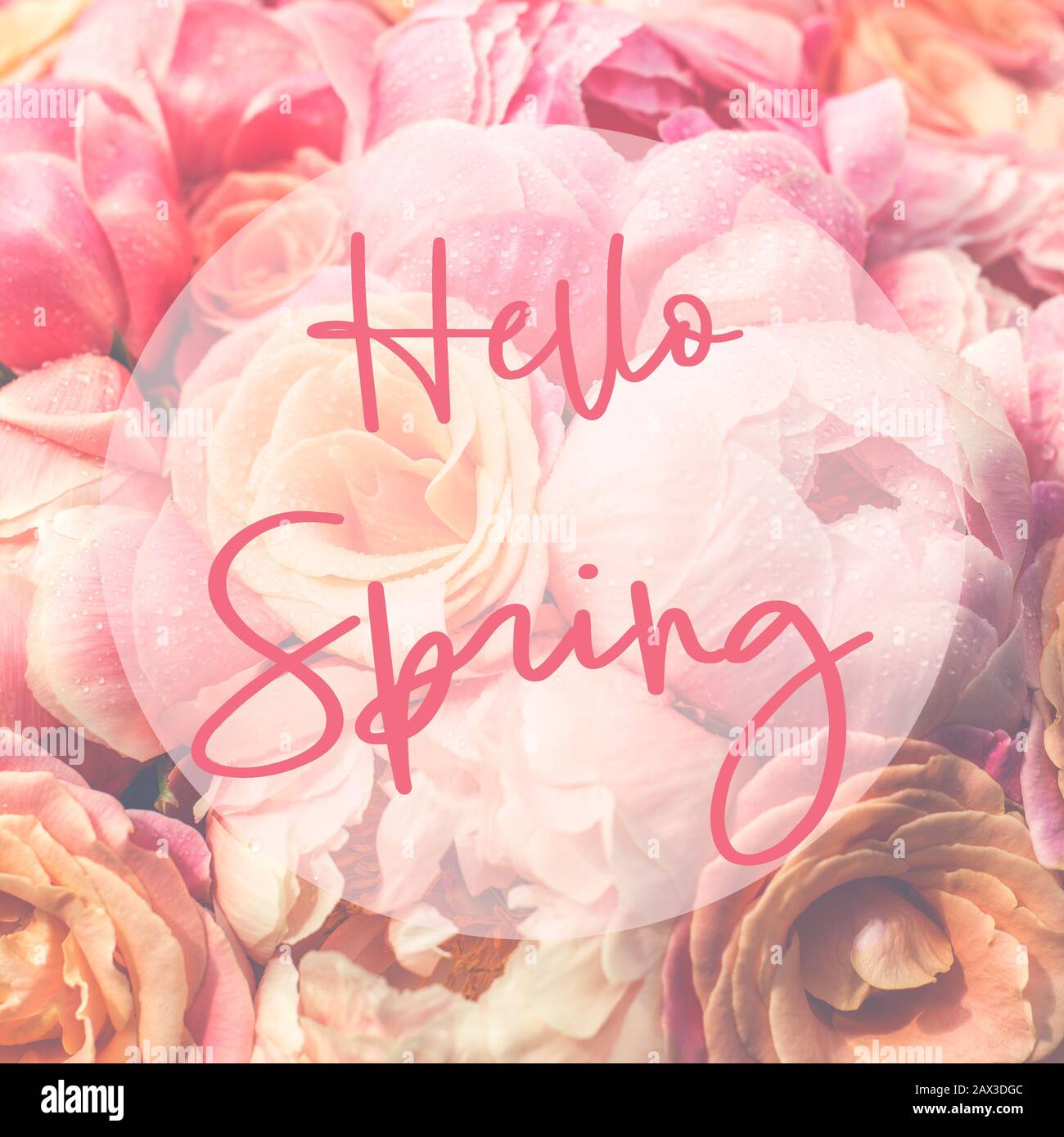 Fresh bunch of pink peonies and roses and slogan Hello Spring. Card ...