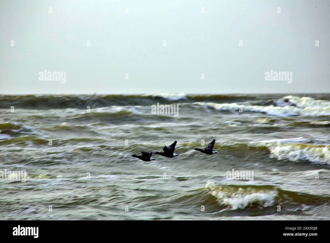 The Canada goose is a large wild goose species with a black head and ...