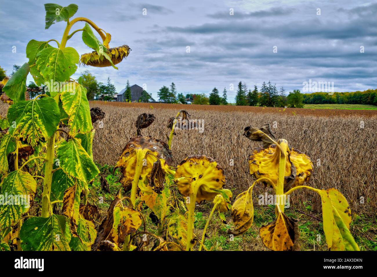 Dead sunflower field hi-res stock photography and images - Alamy