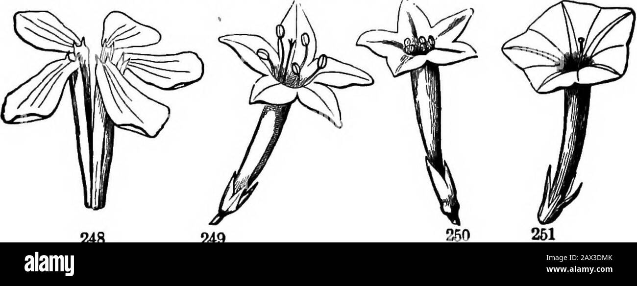 Gamosepalous Cut Out Stock Images & Pictures - Alamy