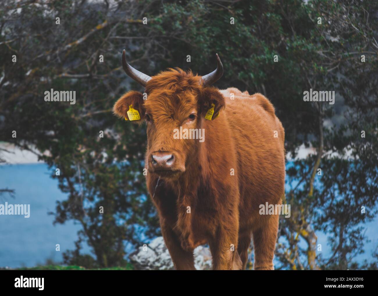 Cows field greece hi-res stock photography and images - Alamy