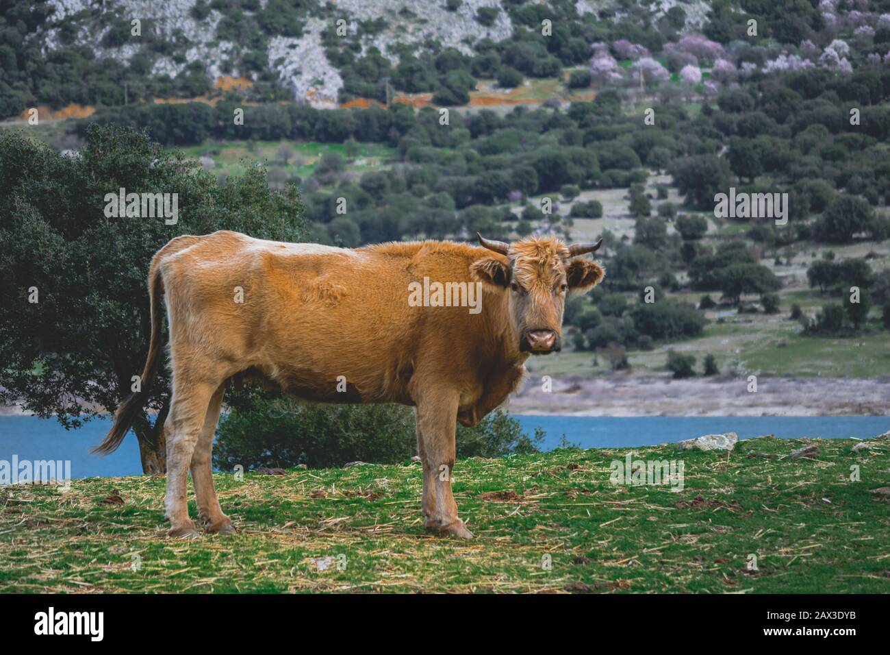 Cows field greece hi-res stock photography and images - Alamy