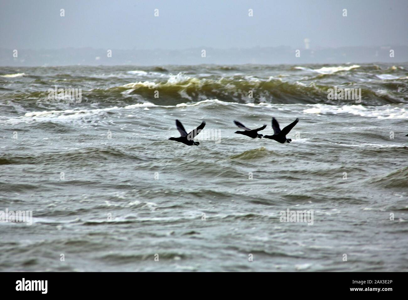The Canada goose is a large wild goose species with a black head and ...