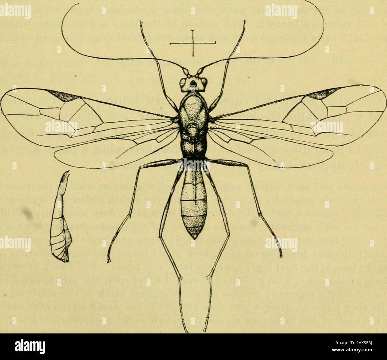 Fifth report of the United States Entomological Commission, being a ...