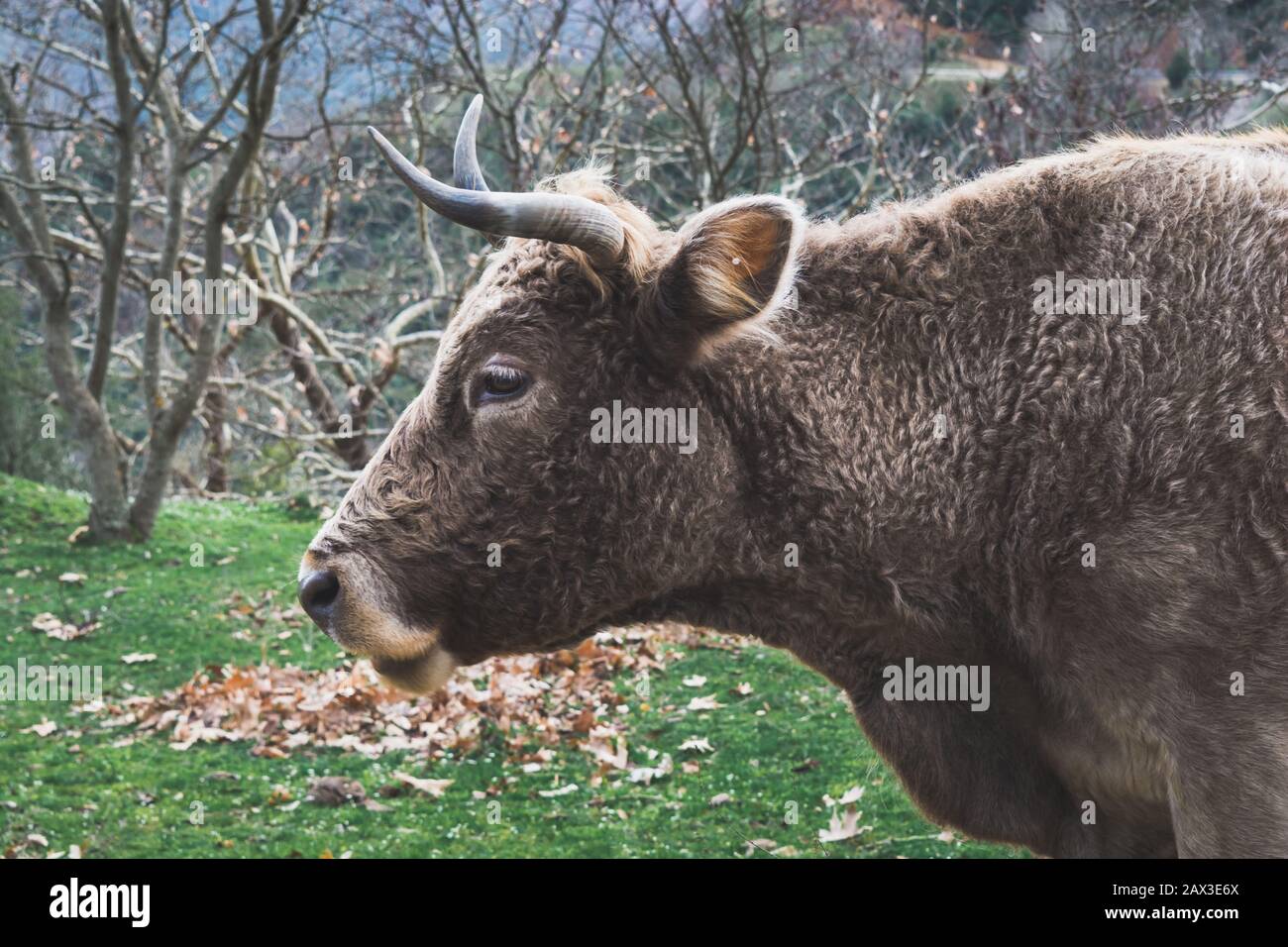 Cows field greece hi-res stock photography and images - Alamy