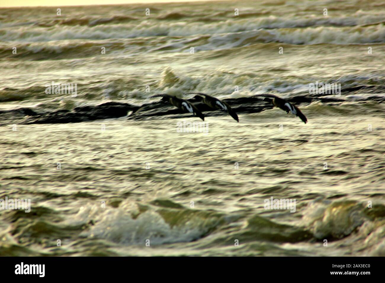 The Canada goose is a large wild goose species with a black head and ...