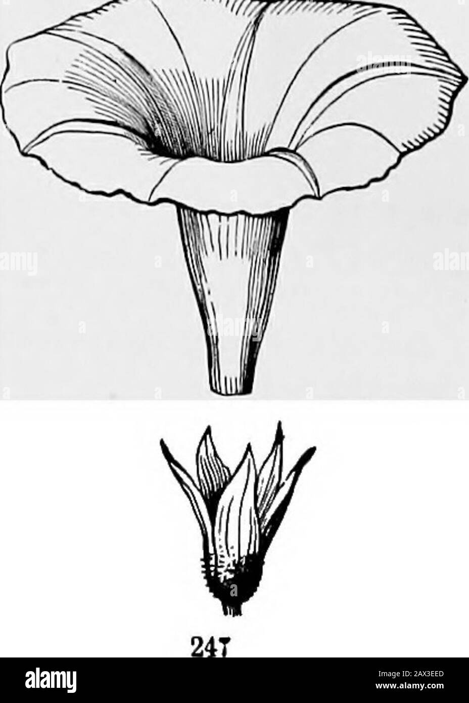 Datura datura stramonium flower flower Black and White Stock Photos ...