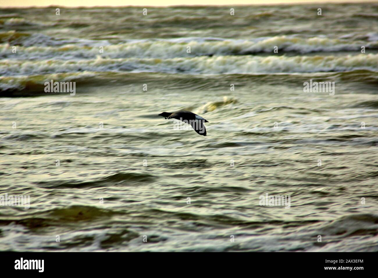 The Canada goose is a large wild goose species with a black head and ...