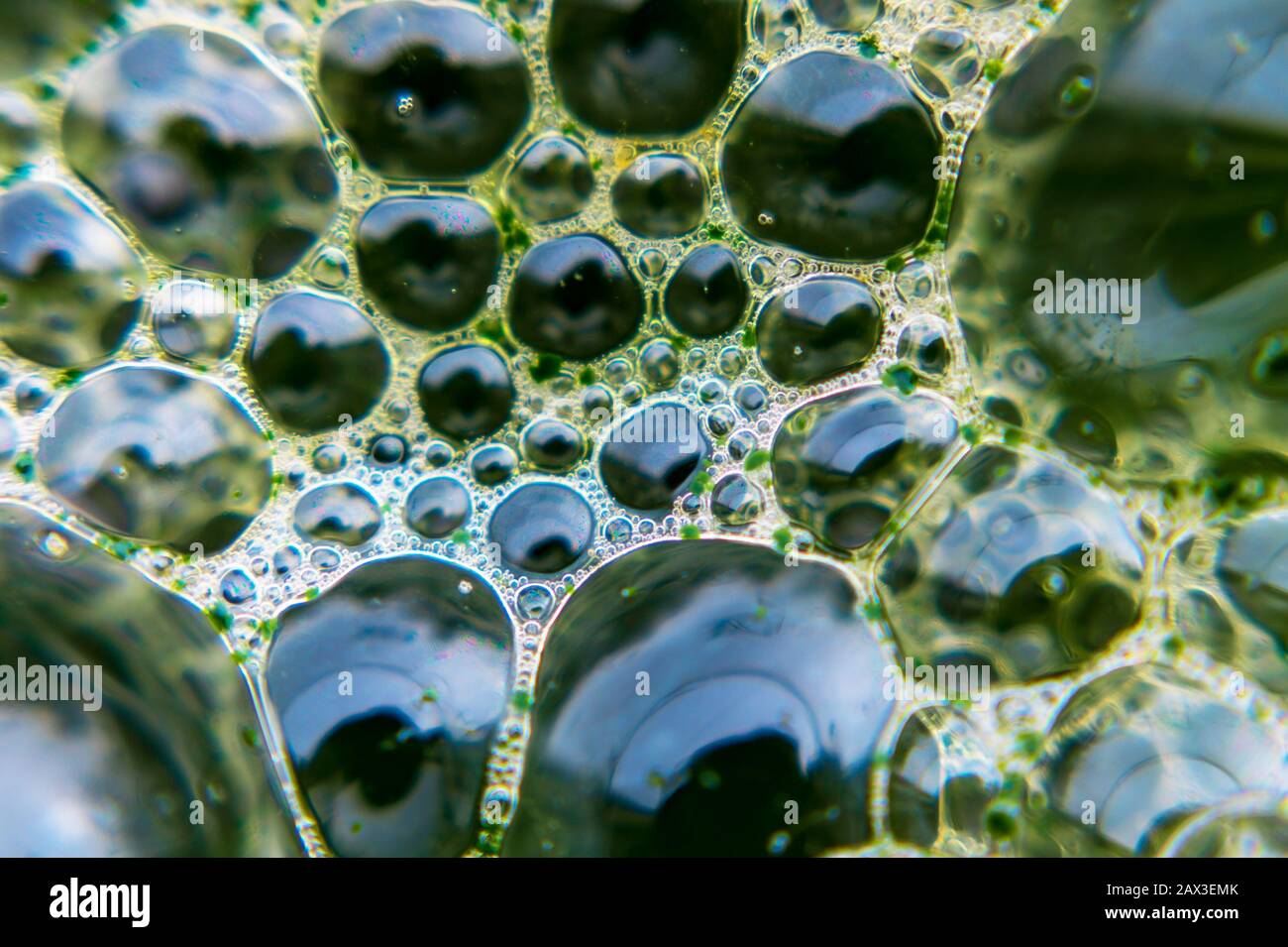 green bubble pattern as a foam structure on a liquid surface Stock ...