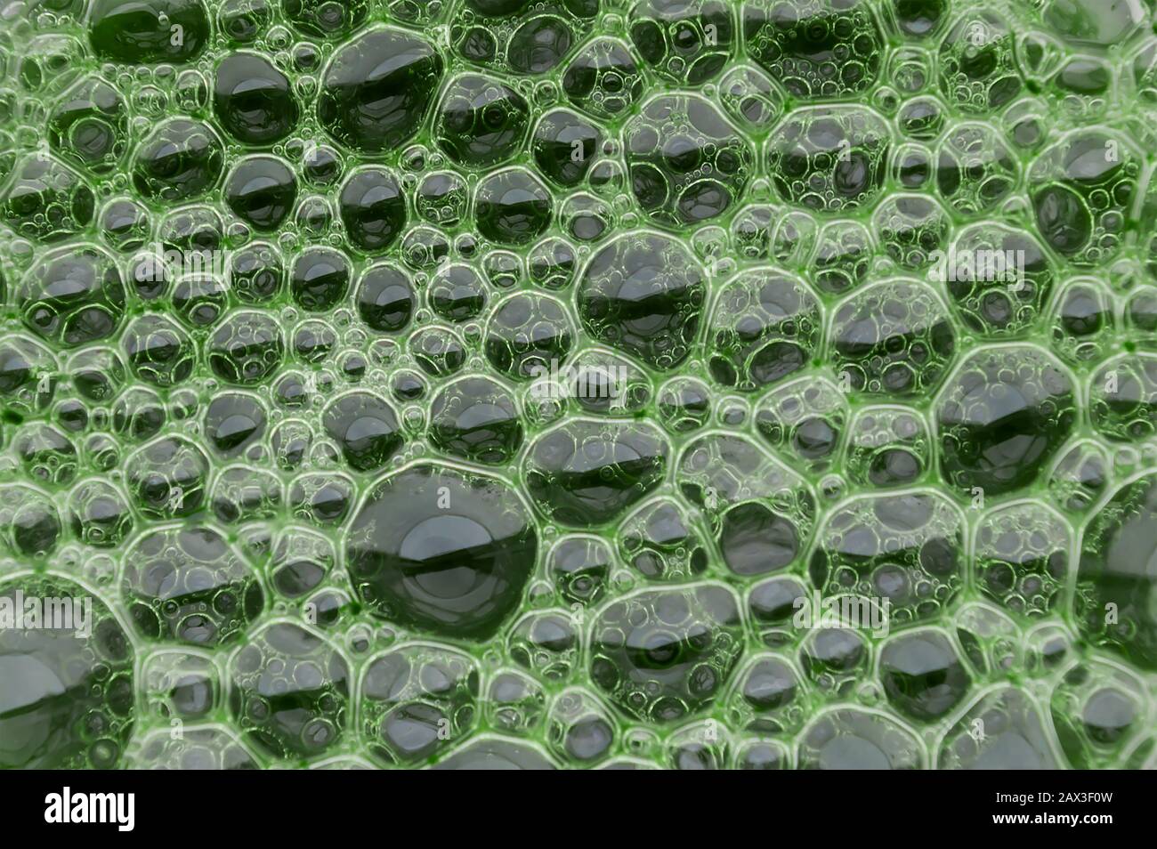 green bubble pattern as a foam structure on a liquid surface Stock ...