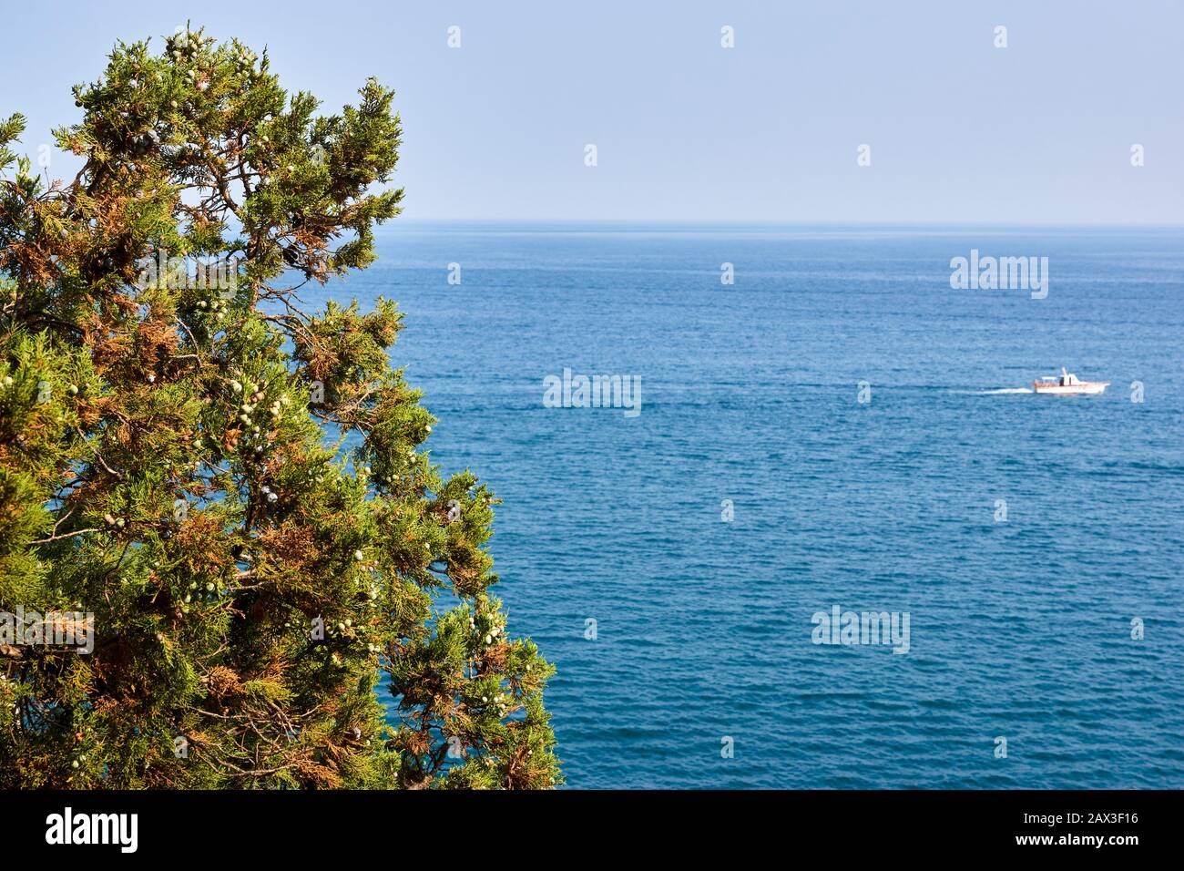 View of the sea horizon. Juniper tree with cones Stock Photo - Alamy