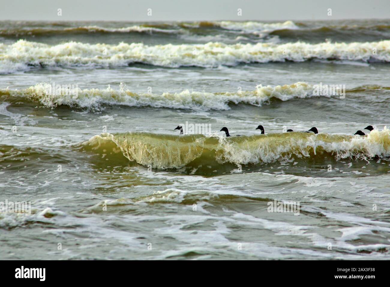 The Canada goose is a large wild goose species with a black head and ...