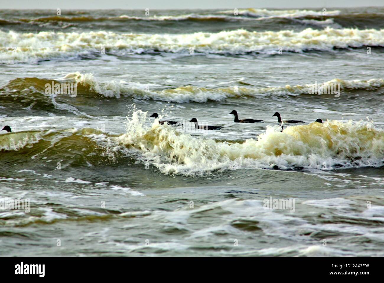 The Canada goose is a large wild goose species with a black head and ...