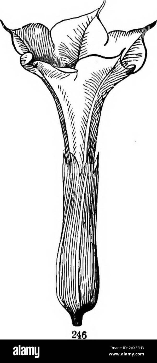 Gamopetalous Cut Out Stock Images & Pictures - Alamy