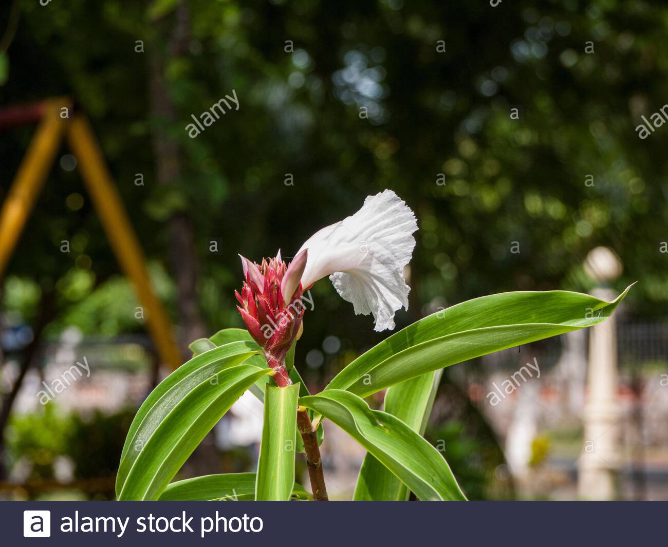 Native Ginger High Resolution Stock Photography and Images - Alamy