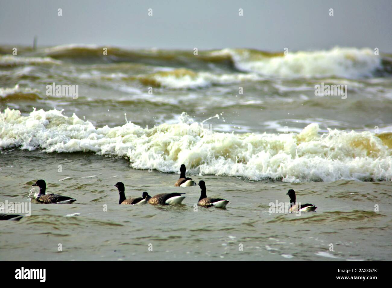 The Canada goose is a large wild goose species with a black head and ...