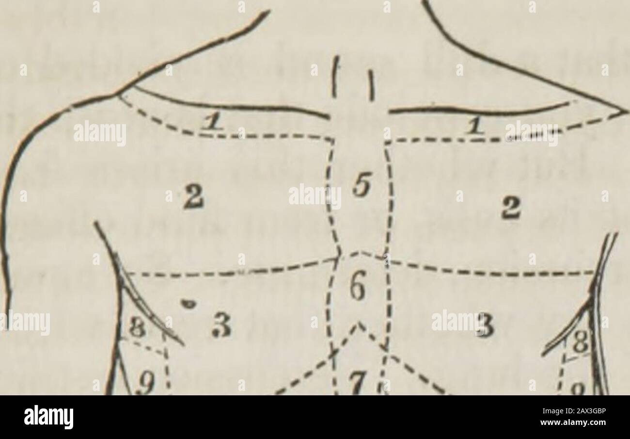 Mammary Region